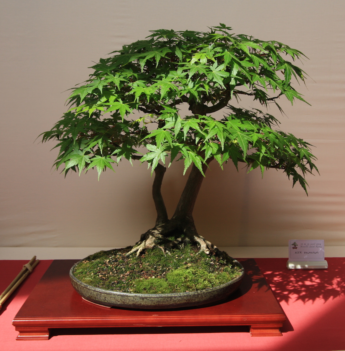 Bonsai on display at the Exposition de Bonsai in France « Swindon ...