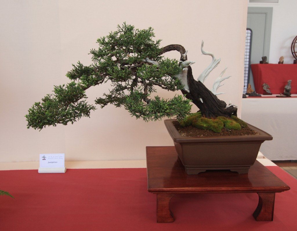 Conifer Bonsai trees on display at the Exposition de Bonsai in France