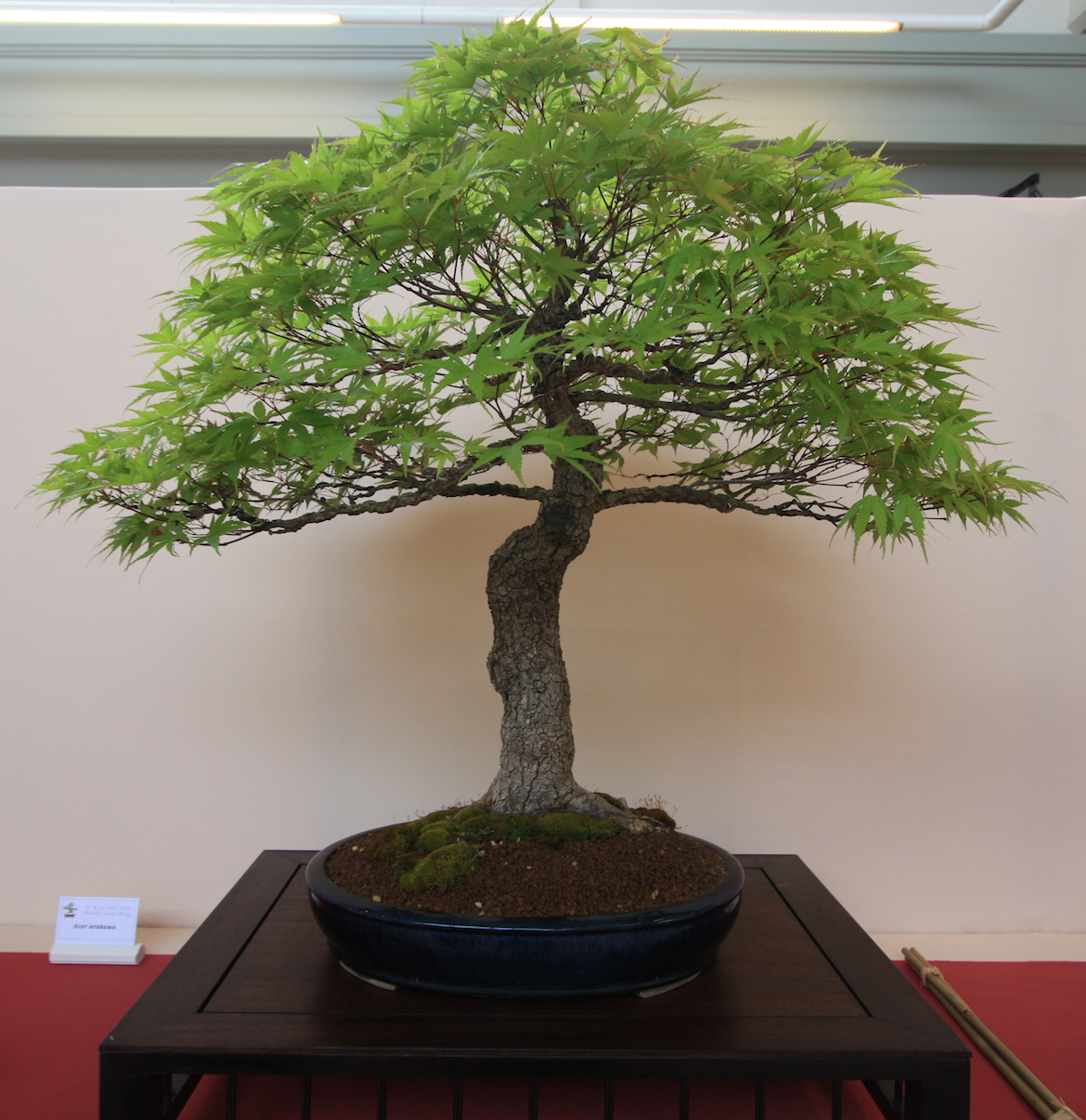 Bonsai on display at the Exposition de Bonsai in France « Swindon ...