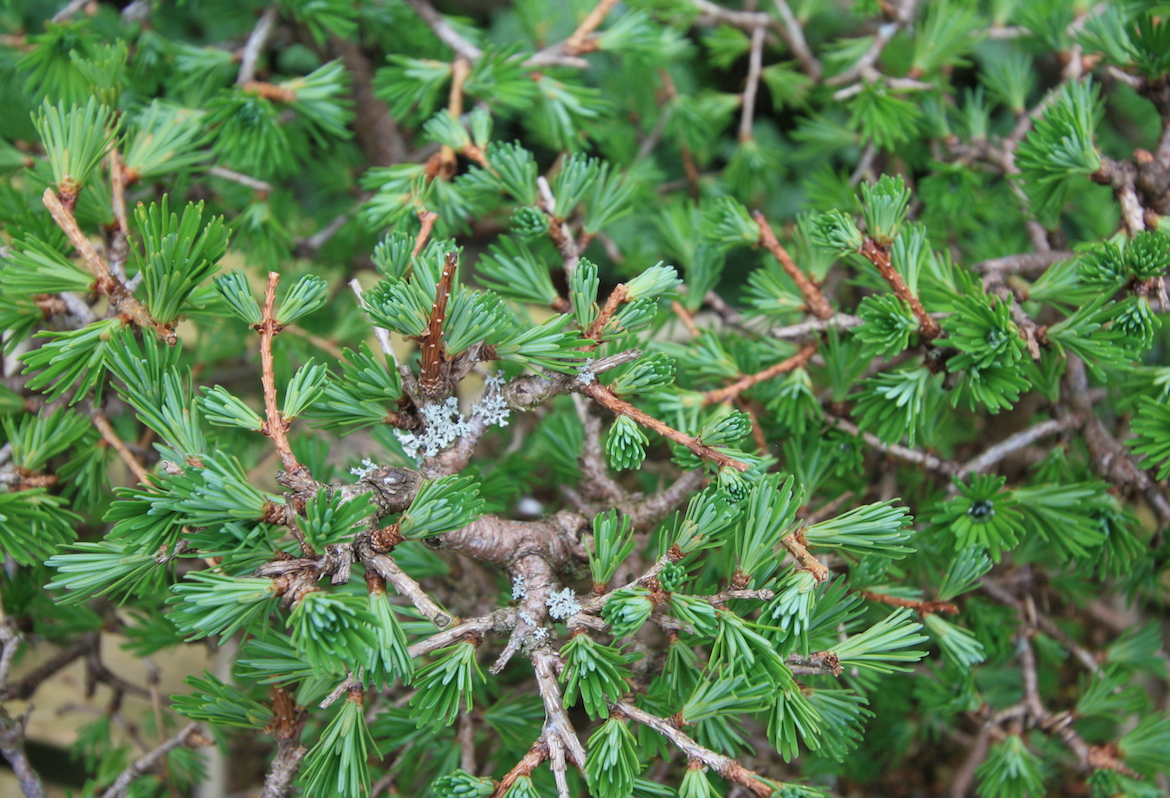 Bonsai in Spring « Swindon & District Bonsai