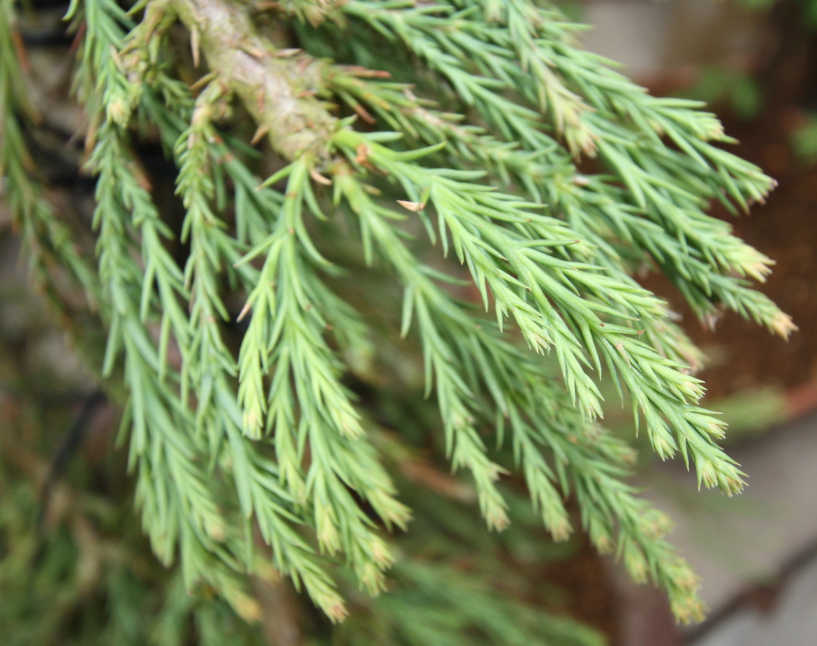 Bonsai in Spring « Swindon & District Bonsai