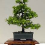 May tree of the month