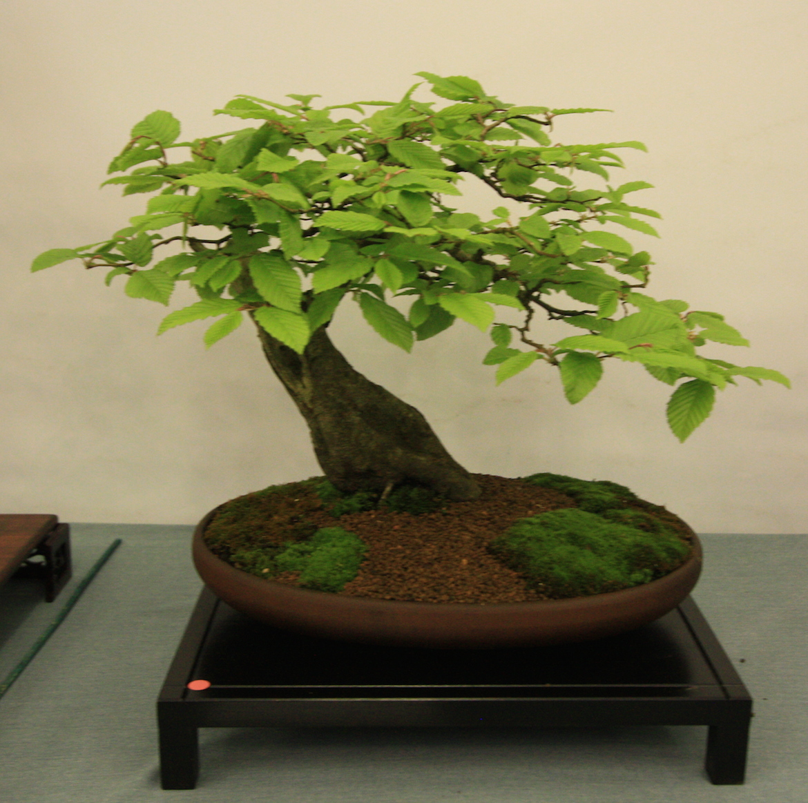Broadleaf Bonsai
