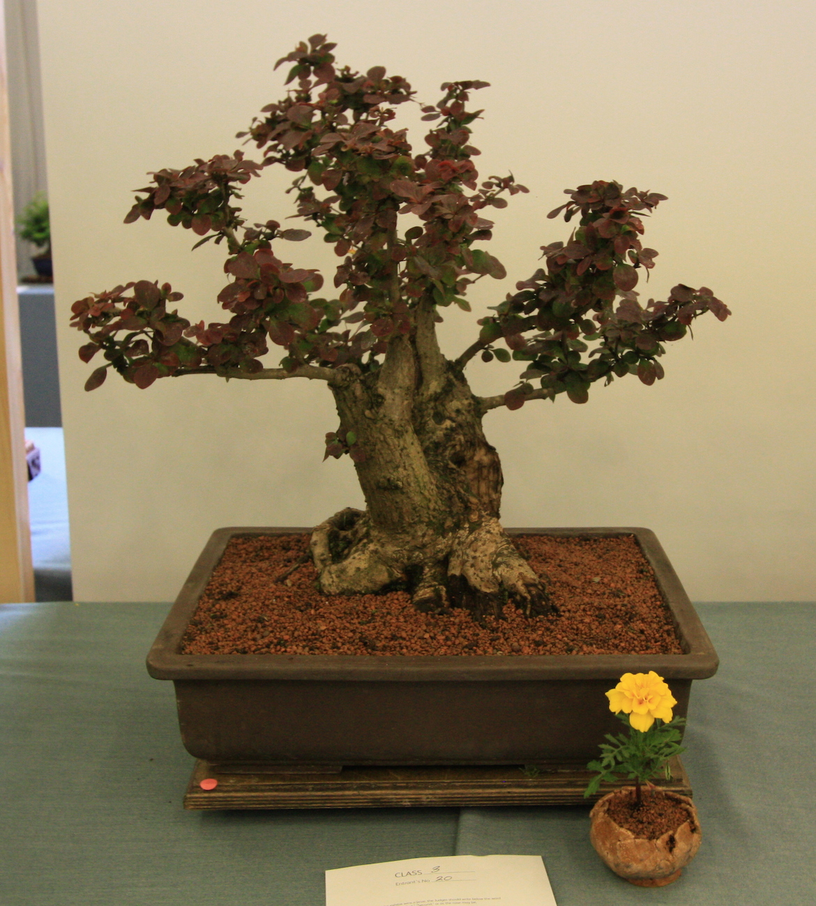 Broadleaf Bonsai