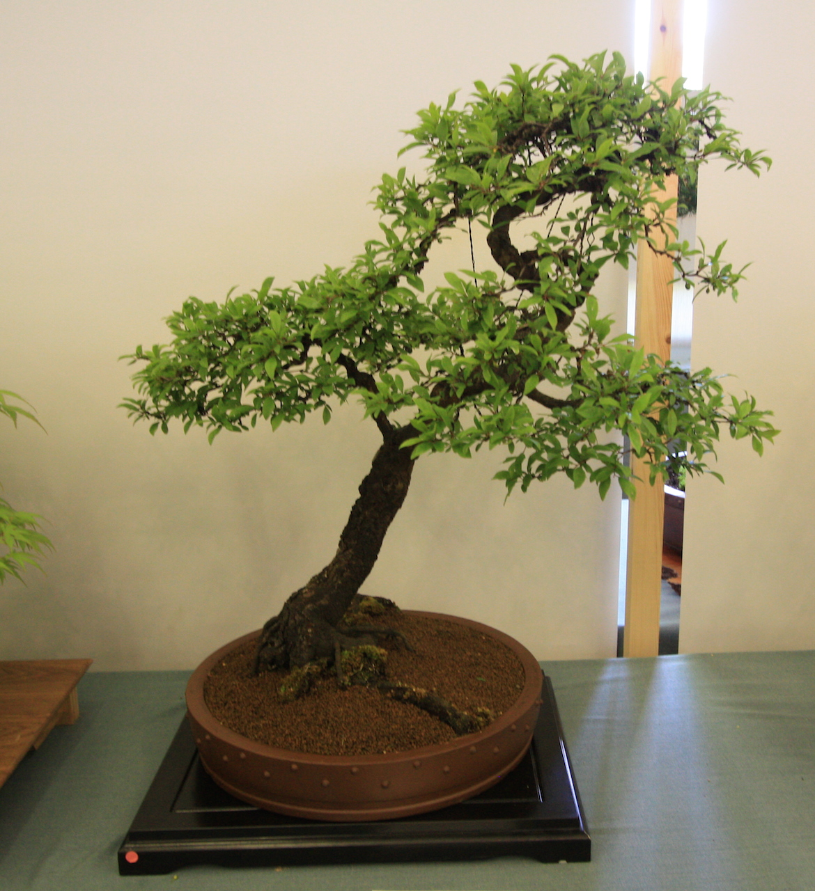 Broadleaf Bonsai « Swindon & District Bonsai