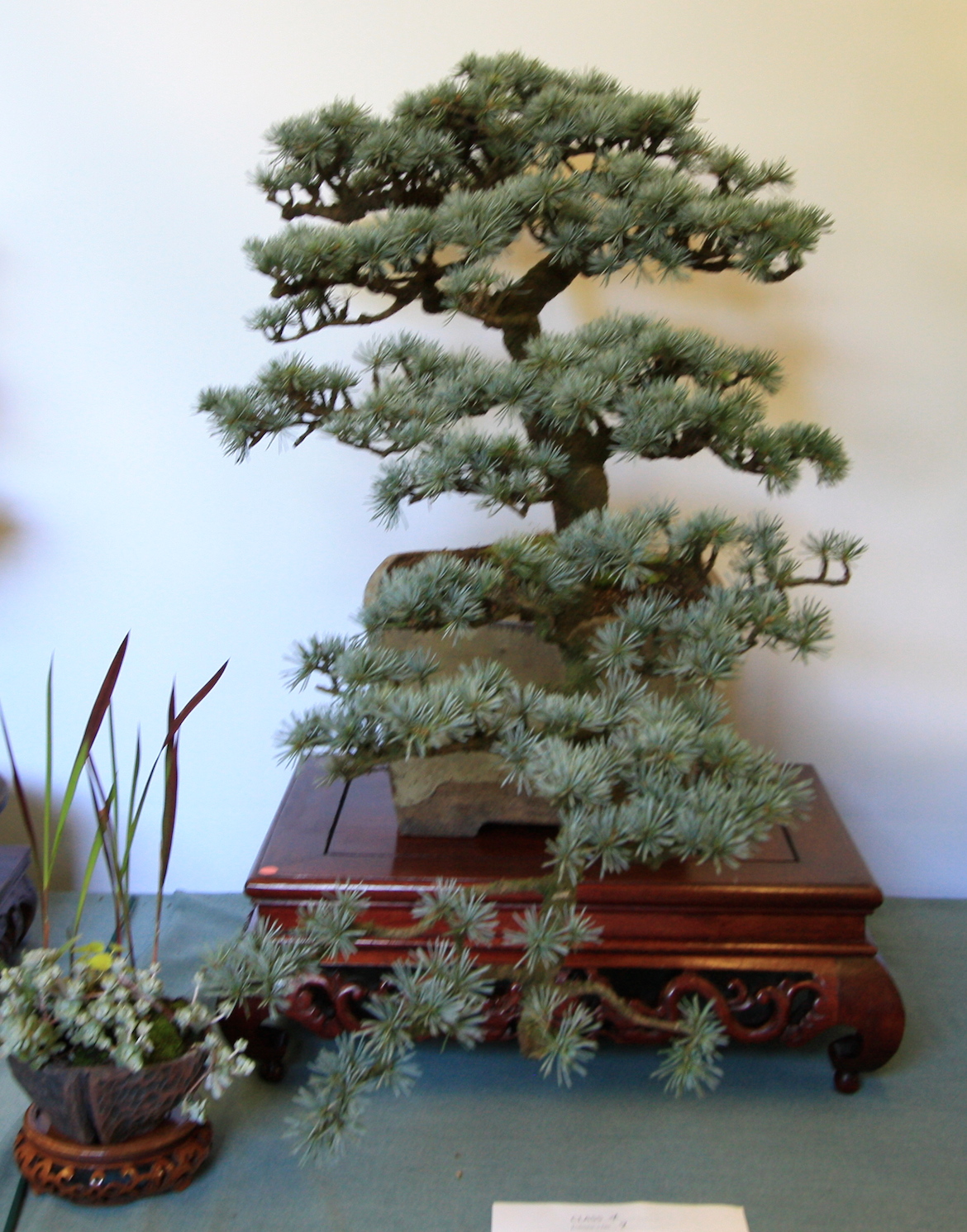 Blue Atlas Cedar - Swindon & District Bonsai