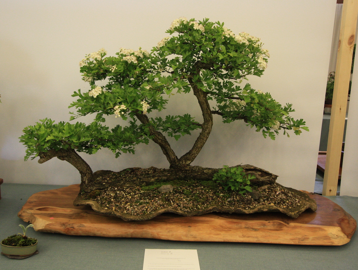 Broadleaf Bonsai