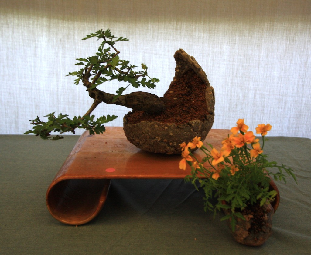 Quick guide to species for deciduous bonsai - Swindon & District Bonsai