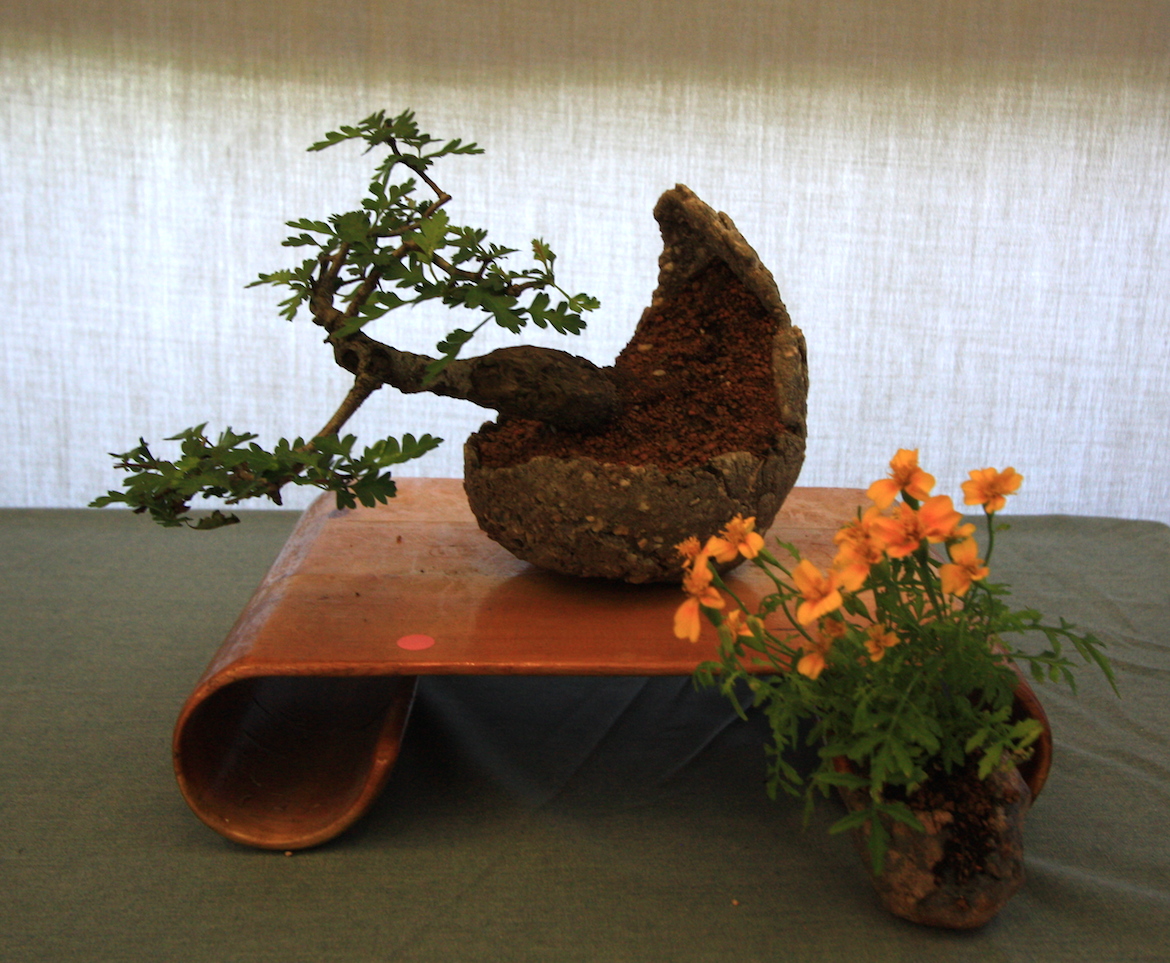 Quick guide to species for deciduous bonsai