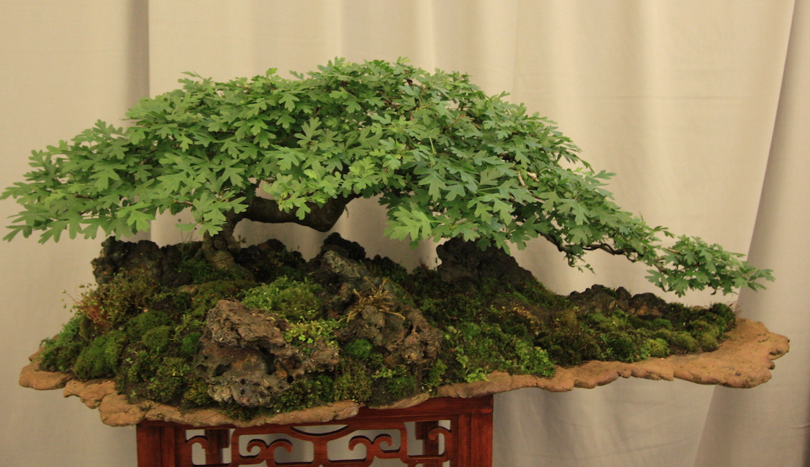 Quick guide to species for deciduous bonsai