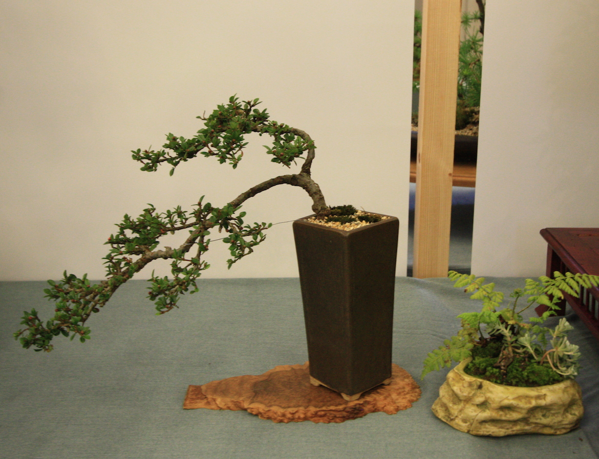Broadleaf Bonsai