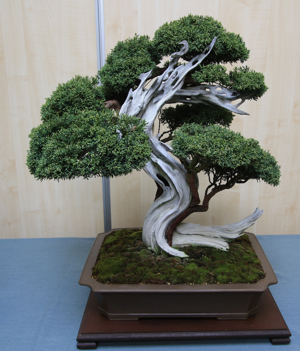 Wessex Bonsai Society Club Display