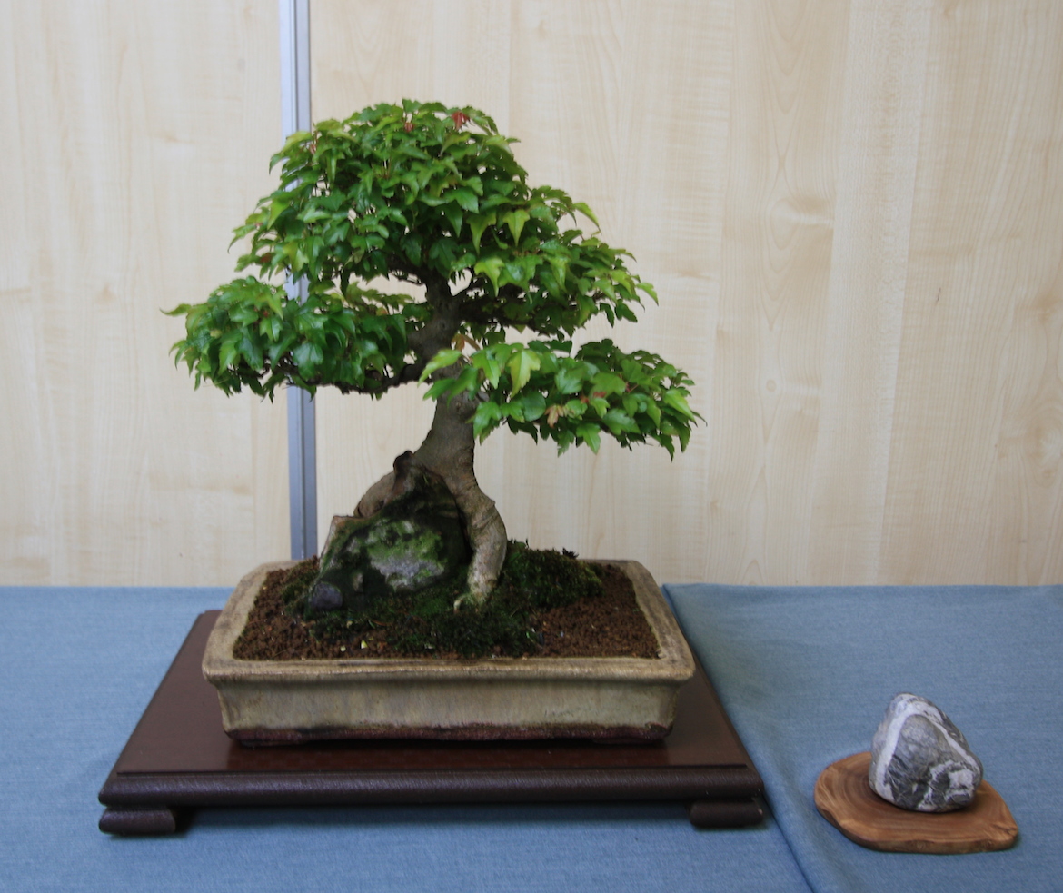 Wessex Bonsai Society Club Display