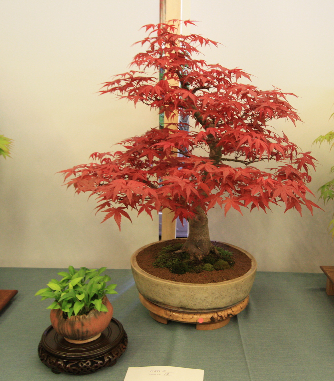 Broadleaf Bonsai « Swindon & District Bonsai