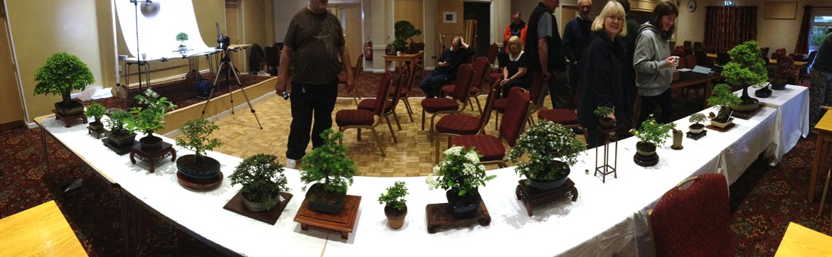 May tree of the month - Swindon & District Bonsai