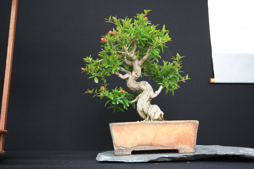 Grand Bonsai Event Exhibitors « Swindon & District Bonsai