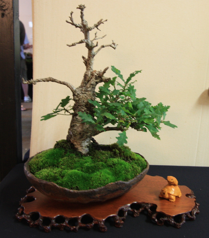 Quick guide to species for deciduous bonsai - Swindon & District Bonsai