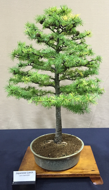 Conifer Foliage 015 Bonsaiplace