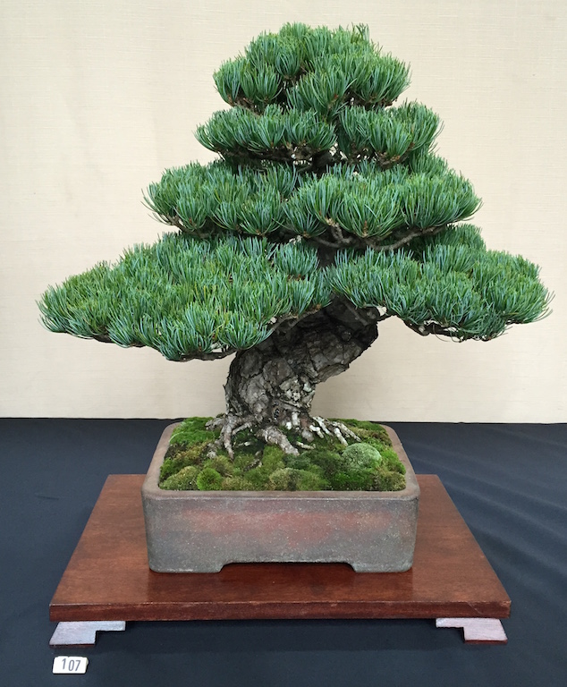 Conifer Foliage 015 Bonsaiplace