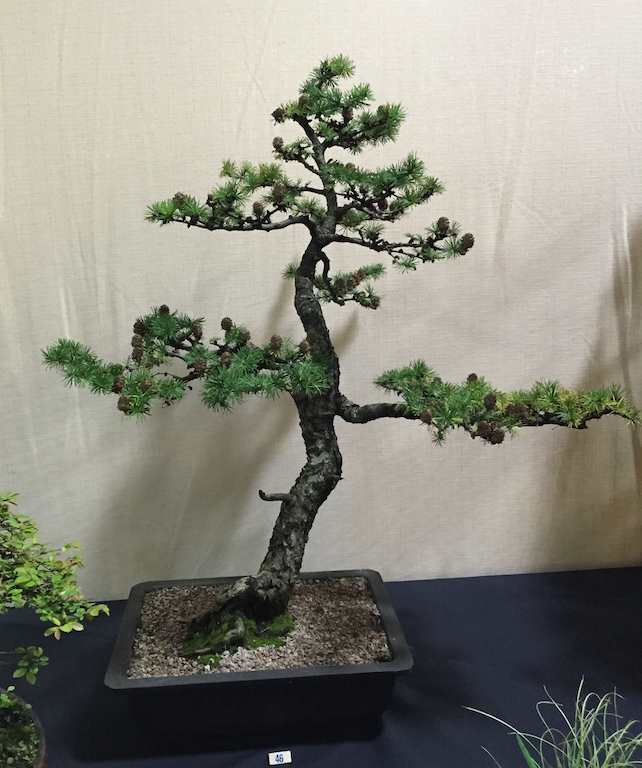 Conifer Foliage 026 Bonsaiplace