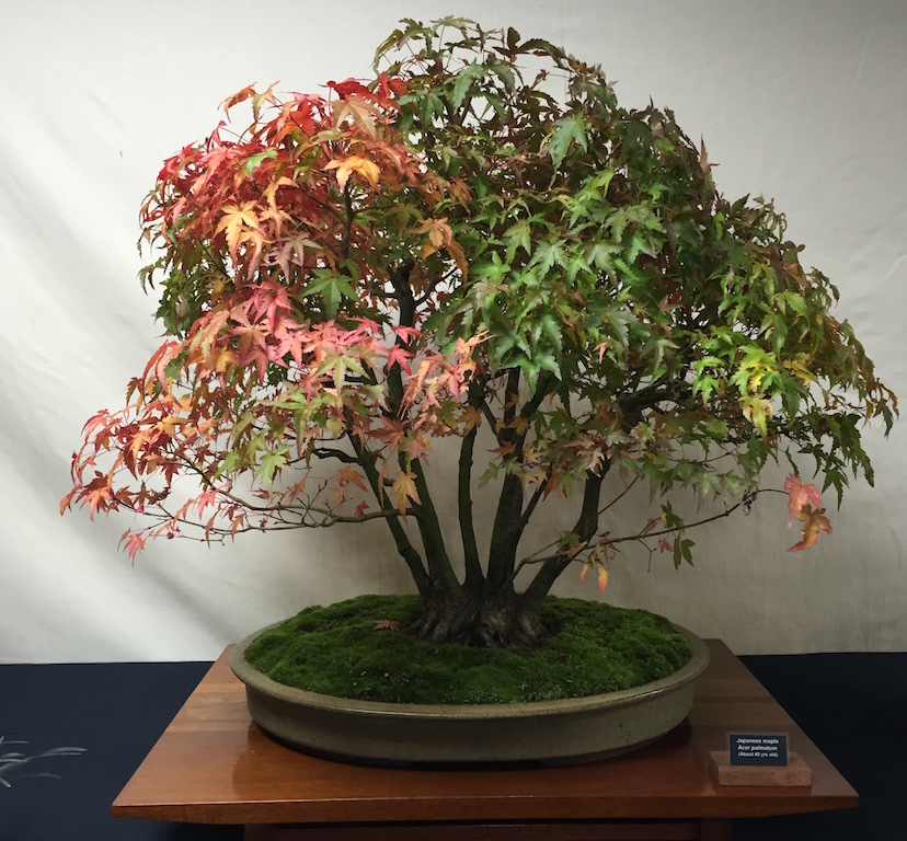 Autumn colour @ Heathrow Bonsai Show - Swindon & District Bonsai