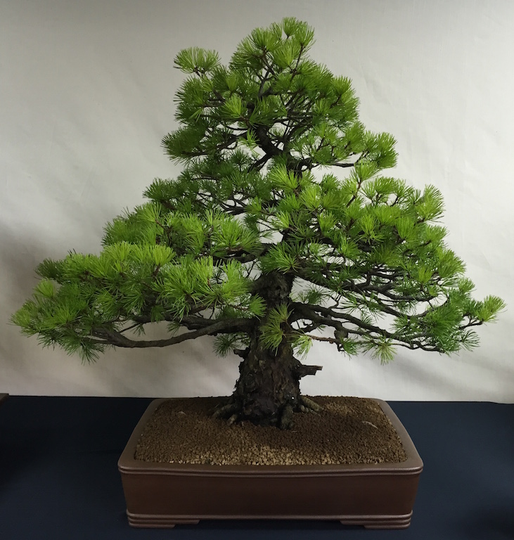 Conifer Foliage 005 Bonsaiplace