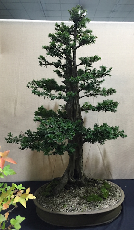 Conifer Foliage 015 Bonsaiplace