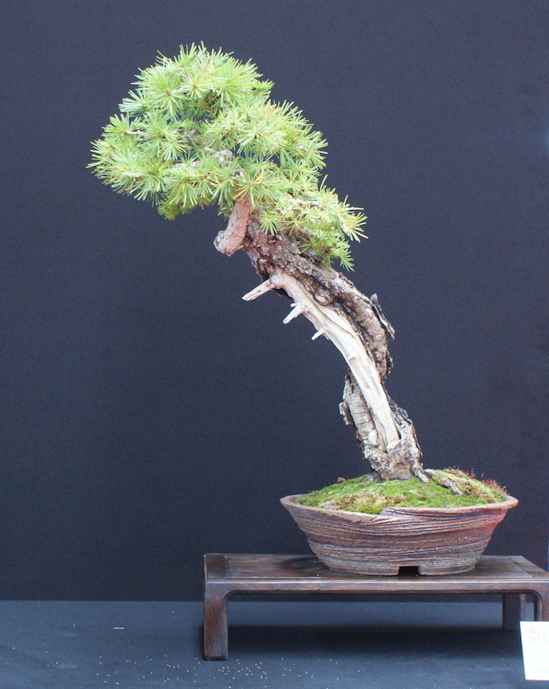European Bonsai-San Show