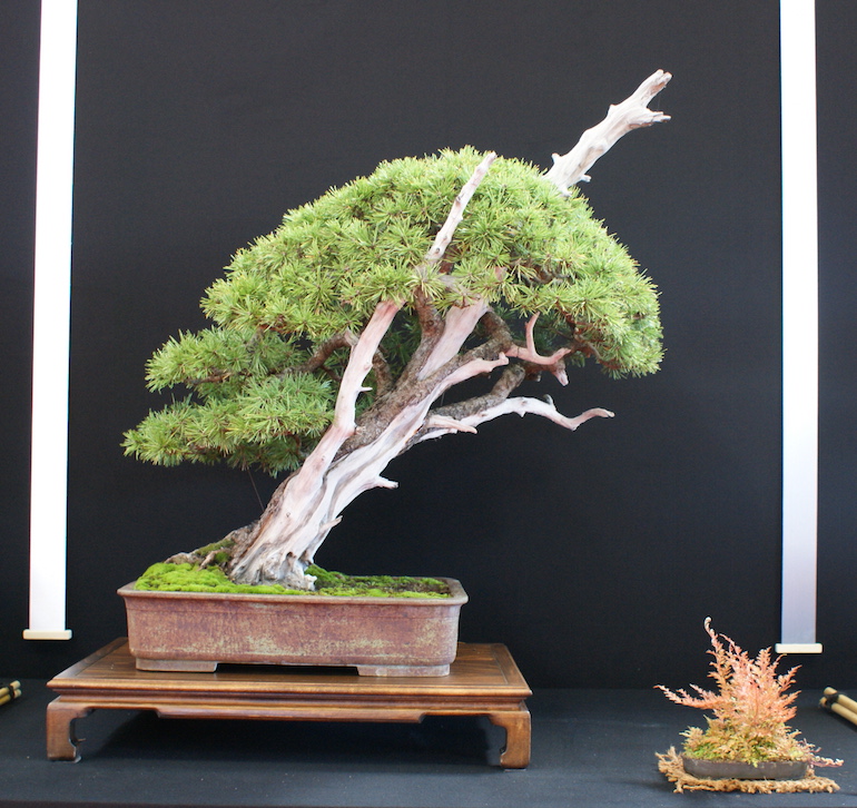 European Bonsai-San Show