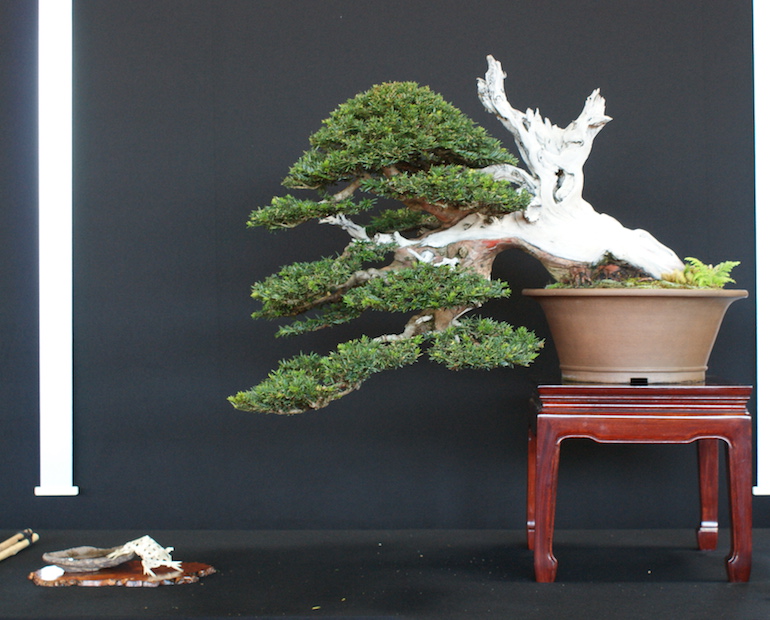 European Bonsai-San Show