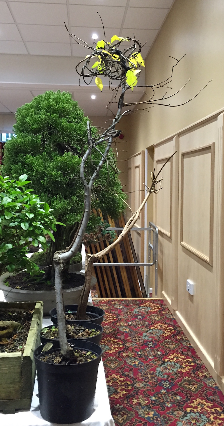 Bonsai Ents - Swindon & District Bonsai