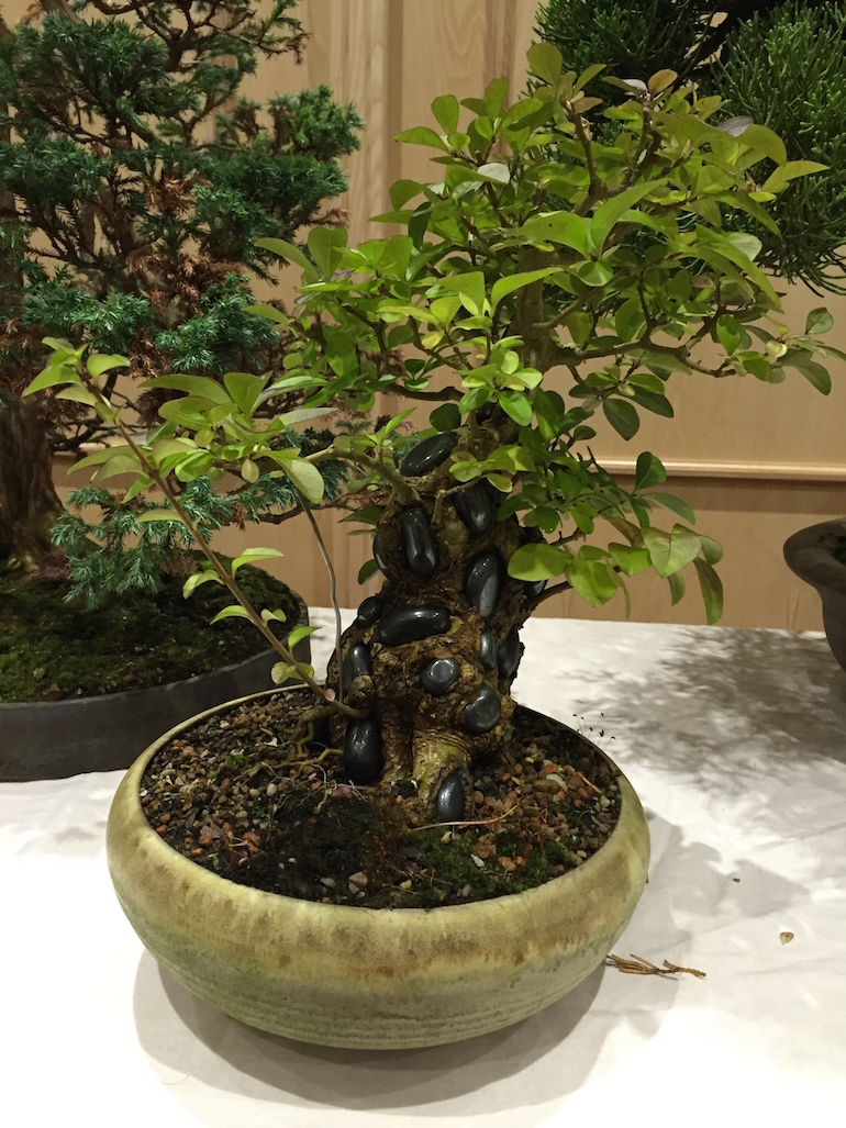 Bonsai sculpture - Swindon & District Bonsai