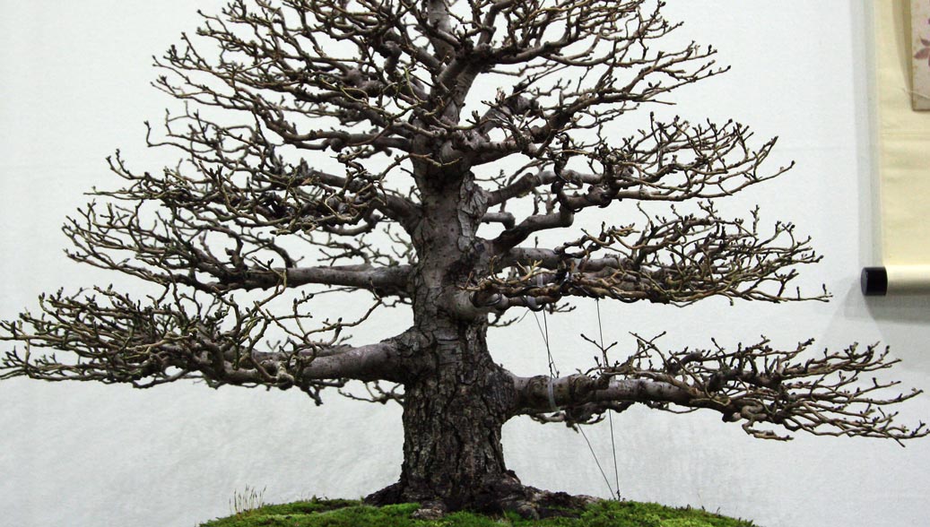 Award winning trees - Swindon & District Bonsai