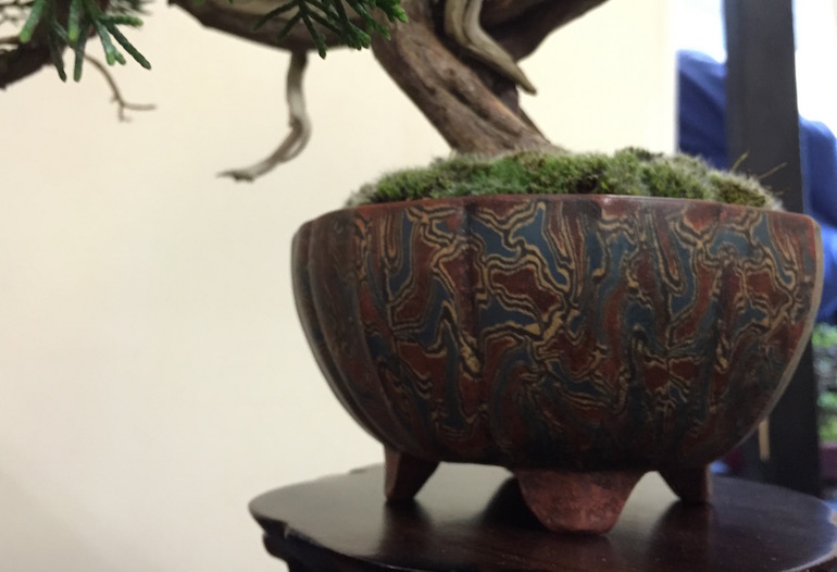 Eye catching pots « Swindon & District Bonsai