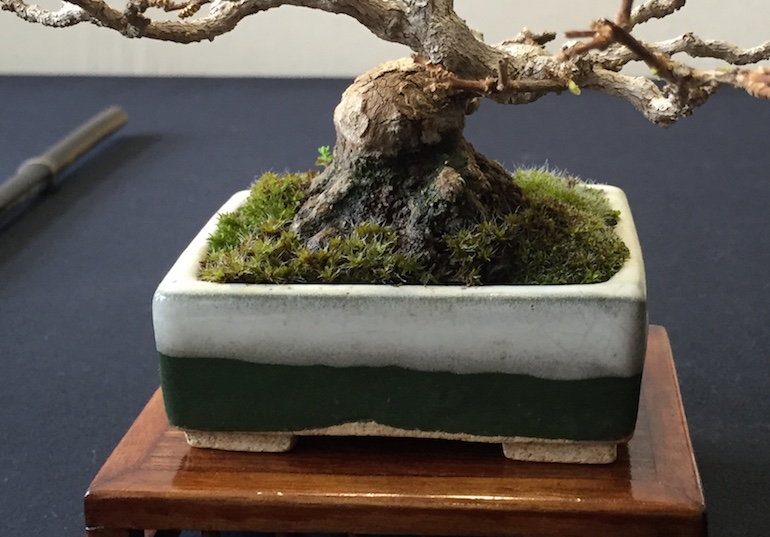 Eye catching pots « Swindon & District Bonsai