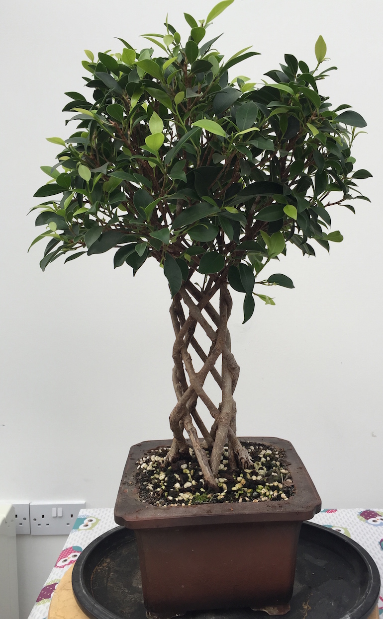 Plaited trunk bonsai - Swindon & District Bonsai