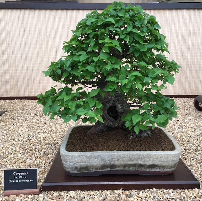 Quick guide to species for deciduous bonsai - Swindon & District Bonsai
