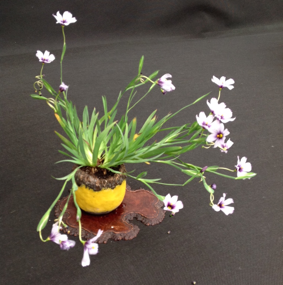 John Trott @ Gardeners World Live - Swindon & District Bonsai