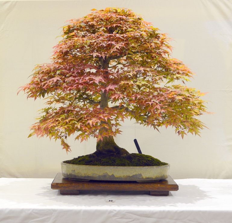 August tree of the month - Swindon & District Bonsai