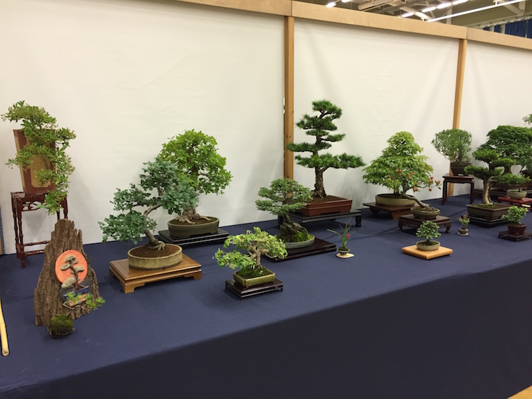 Displays @Bonsai World 2015