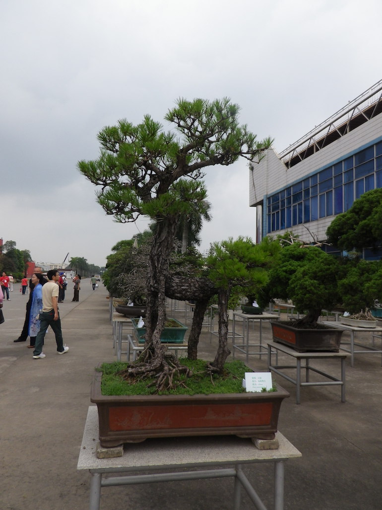 Bonsai Garden @ Panyu Chu Kong Steel Pipe Co. Ltd - Swindon & District ...