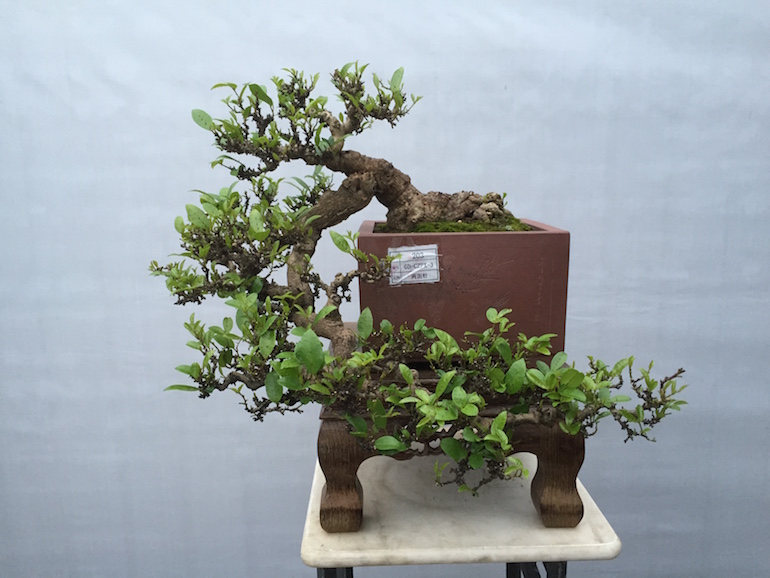 Zanthoxylum nitidum - Swindon & District Bonsai