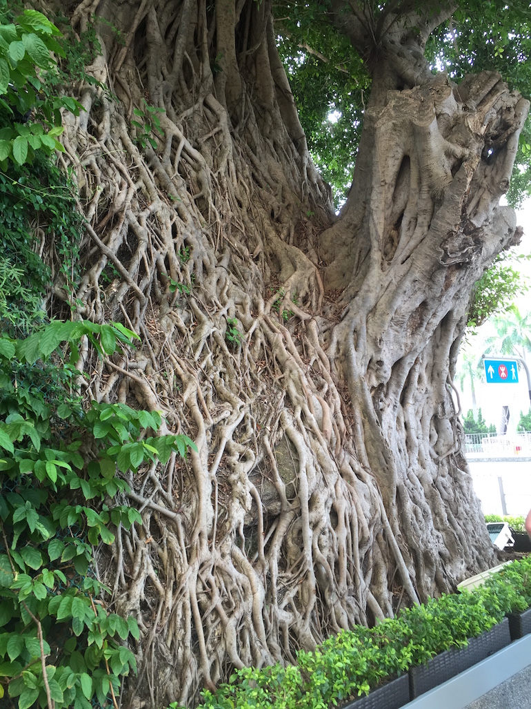 Hong Kong tree roots