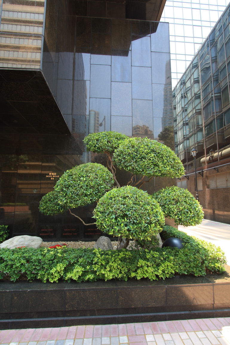 Hong Kong tree roots