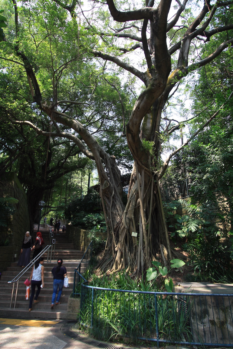 Hong Kong tree roots