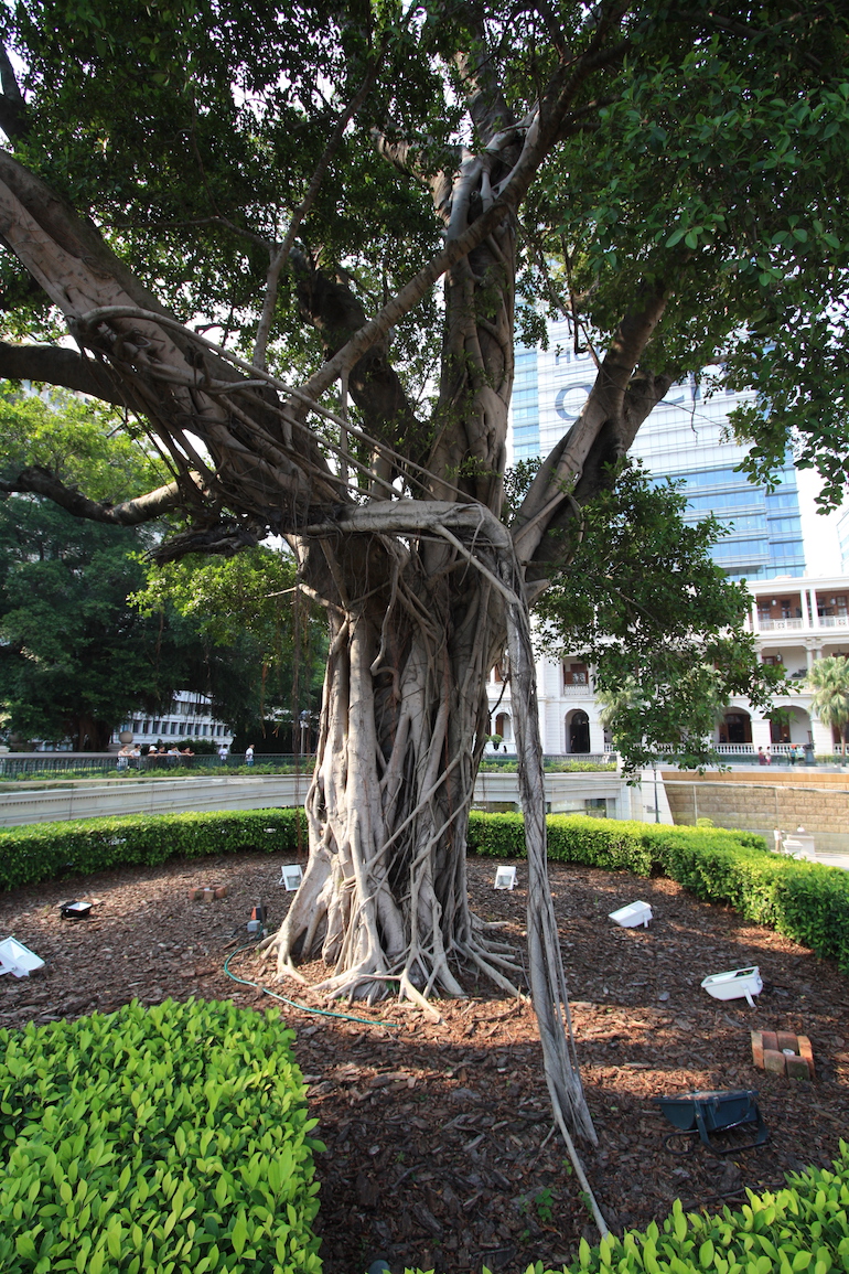 Hong Kong tree roots
