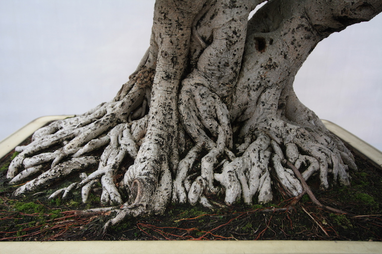 Ficus microcarpa