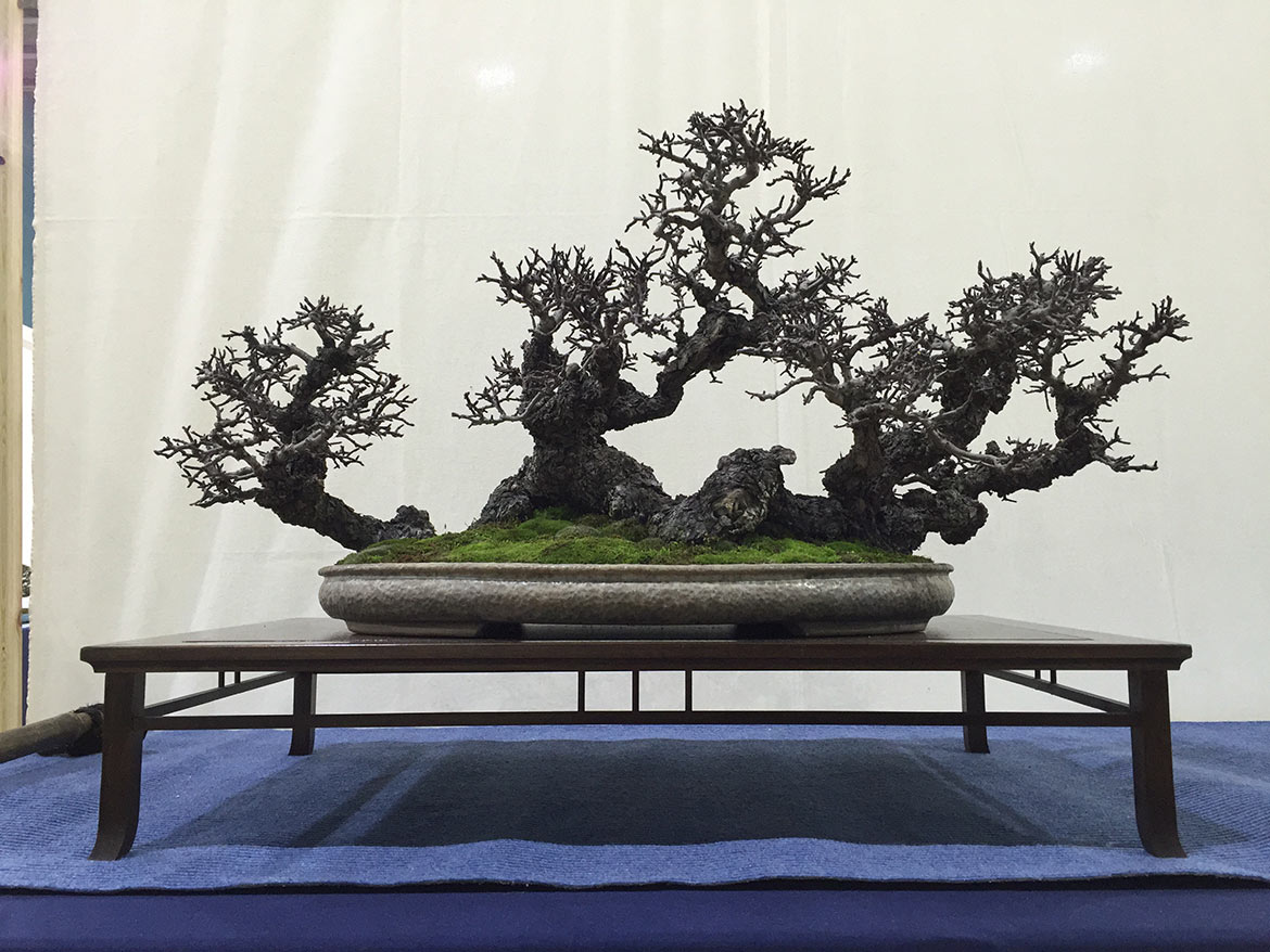 Quick guide to species for deciduous bonsai