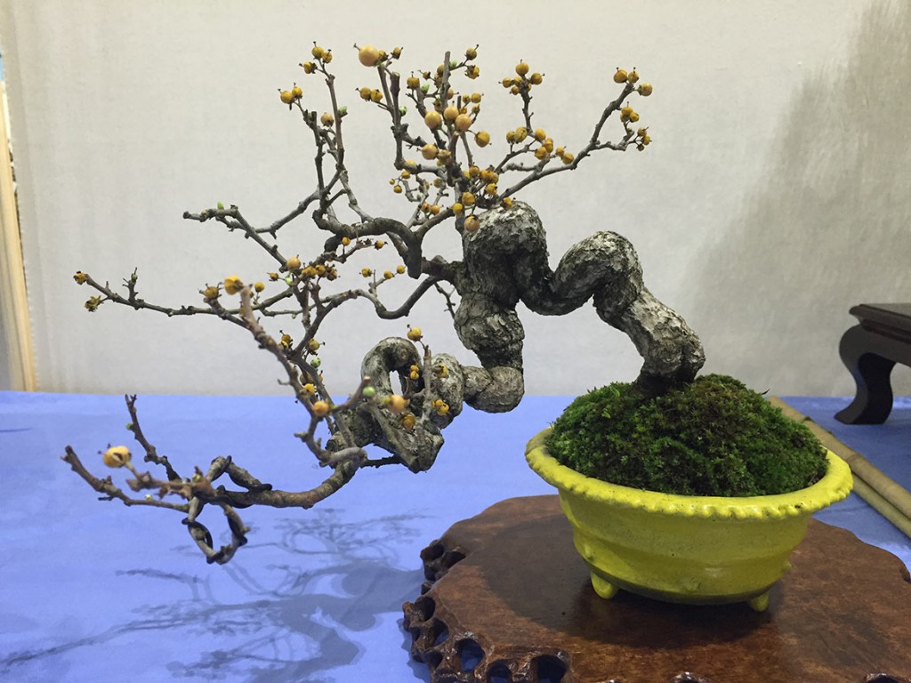 Award Winning Trees - Swindon & District Bonsai