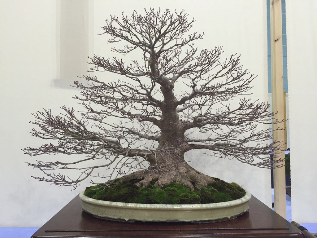 Award Winning Trees - Swindon & District Bonsai